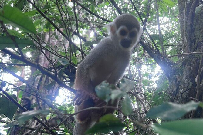Combo: Buggy and Monkeys in Puerto Plata Group Adventure - Practical Details and Considerations