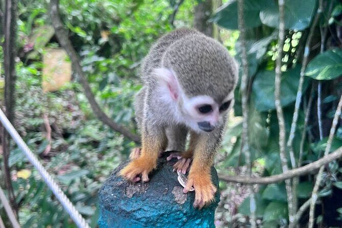 Combo: Buggy and Monkeys in Puerto Plata Group Adventure - Authenticity and Value