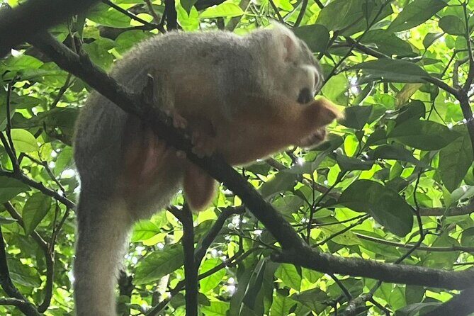 Combo: Buggy and Monkeys in Puerto Plata Group Adventure - Who Would Enjoy This Tour?