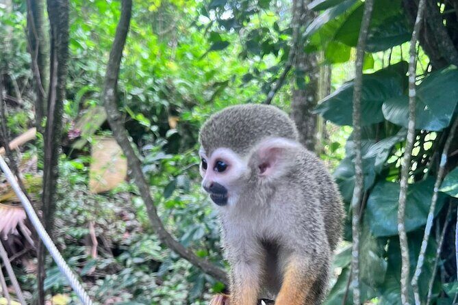 Combo: Buggy and Monkeys in Puerto Plata Group Adventure - FAQ
