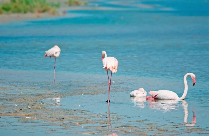 Combo: Cagliari Old Town and the Oasis of Flamingos - About Your Stay