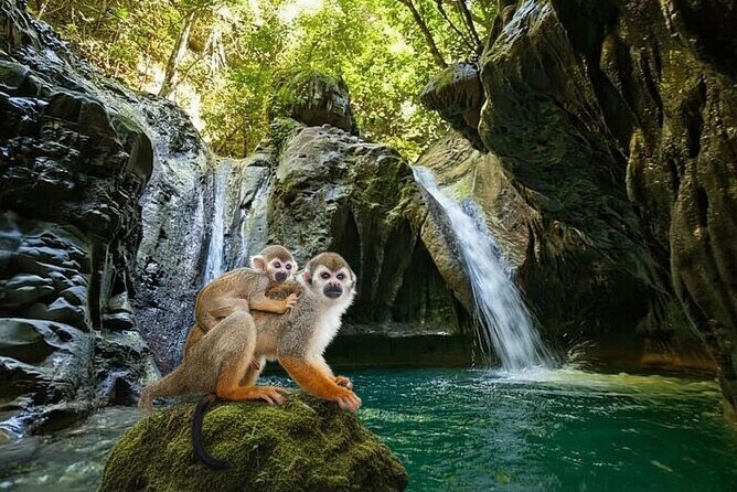 Combo : Damajagua and Monkeys Group Tour in Puerto Plata - Engaging the Senses: A Dive into Puerto Plata’s Natural Treasures