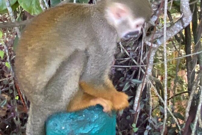 Combo : Damajagua and Monkeys Group Tour in Puerto Plata - What’s Included and What’s Not