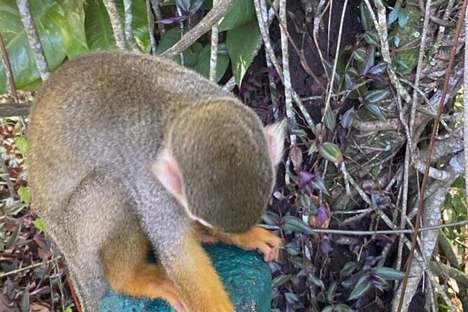 Combo : Damajagua and Monkeys Group Tour in Puerto Plata - Practical Tips for the Day