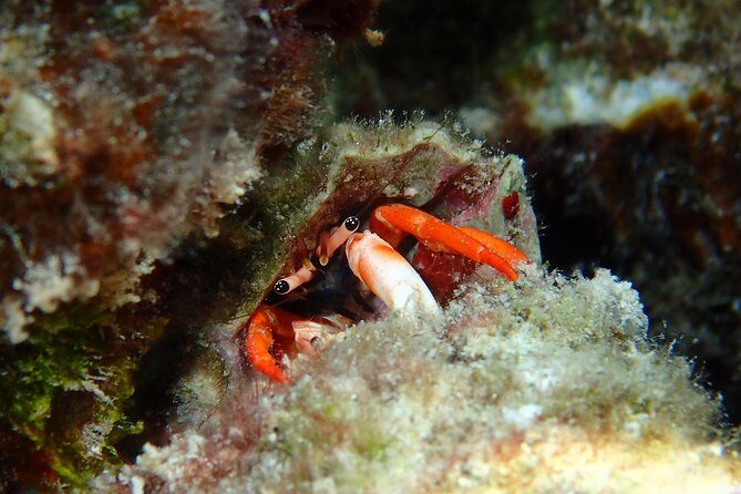 Combo Diving and Snorkeling Full Day Tour - Who’s This Tour Best For?