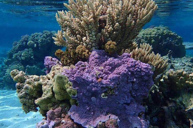 Combo Diving and Snorkeling Half-Day Tour - Exploring Bora Bora’s Underwater Wonders