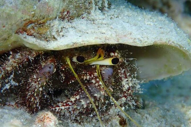 Combo Diving and Snorkeling Half-Day Tour - Authentic Experiences and Customer Feedback