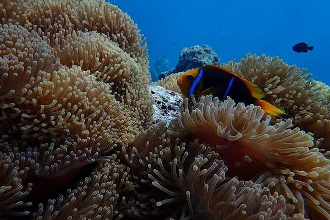 Combo Diving and Snorkeling Half-Day Tour - Meeting Points and Logistics