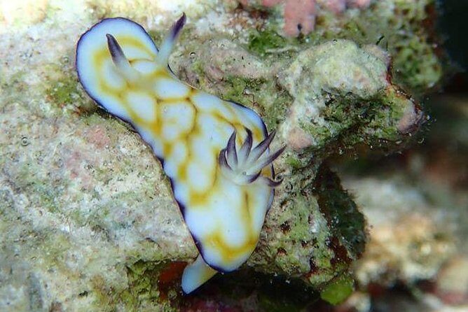 Combo Diving and Snorkeling Half-Day Tour - Who Will Love This Tour?