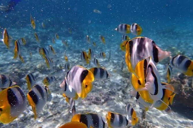 Combo Diving and Snorkeling Half-Day Tour - The Sum Up: Is This Tour Worth It?