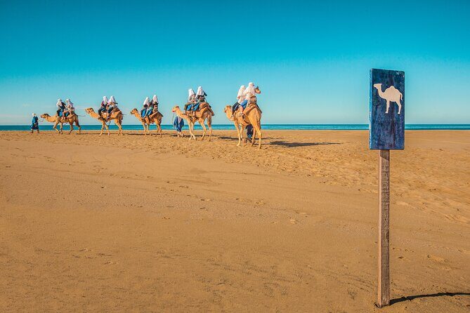 Combo Off Road 4x4 UTV Camel Ride Lunch and Tequila Tasting - The Value Proposition: Is It Worth It?