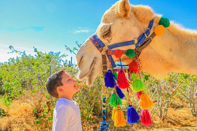 Combo Off Road 4x4 UTV Camel Ride Lunch and Tequila Tasting - FAQ: Your Practical Questions Answered