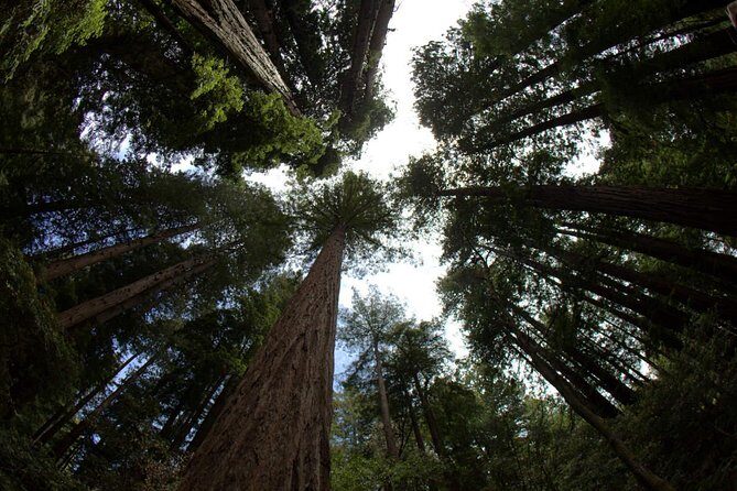 Combo Tour: Muir Woods, Sausalito and Sonoma Wine Country Tour - What Travelers Say About This Tour