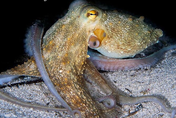 Comino Guided Snorkeling Experience - What Travelers Say