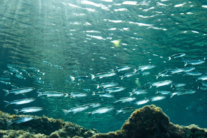 Comino Guided Snorkeling Experience - Practical Details and Tips