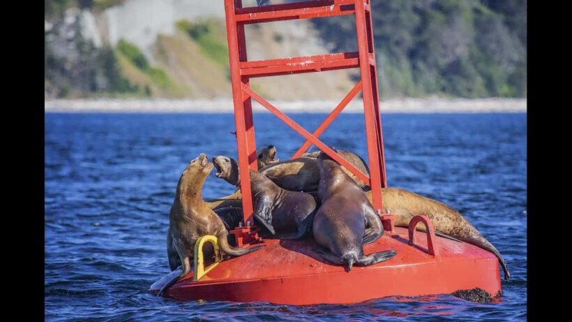 Comox: 4 Hour Whale and Wildlife Watching Tour - Key Points