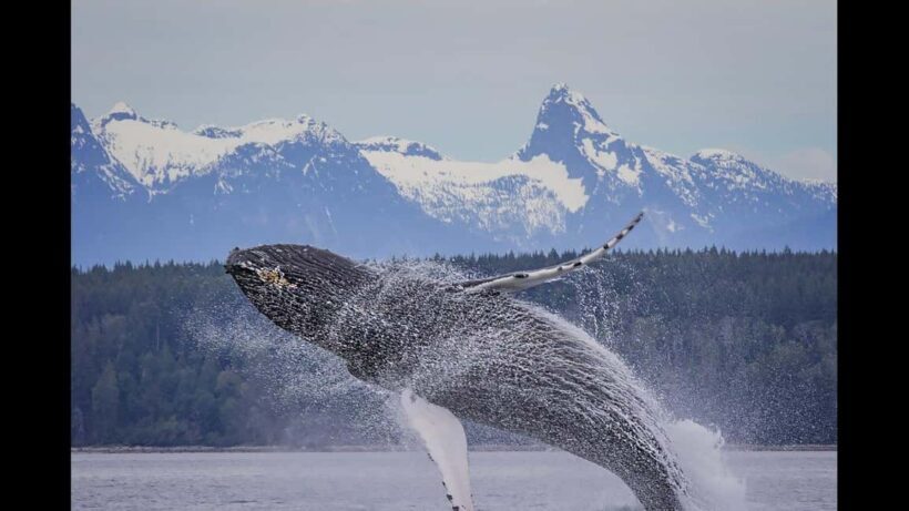 Comox: 4 Hour Whale and Wildlife Watching Tour - Starting Point and Overall Experience