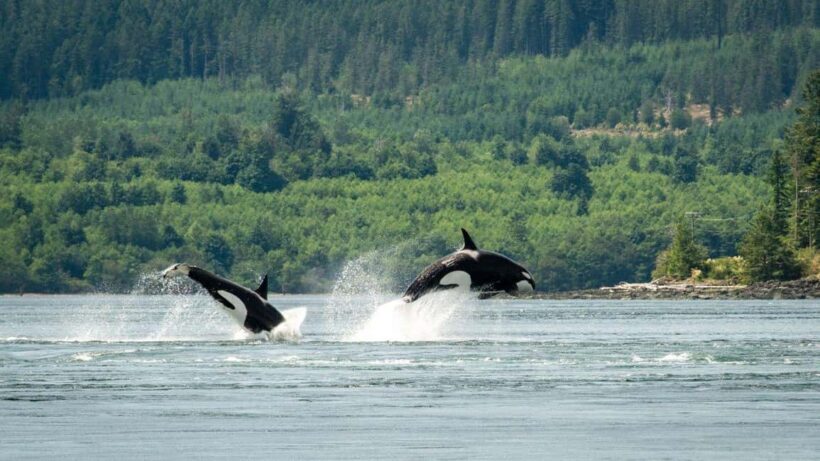 Comox: 4 Hour Whale and Wildlife Watching Tour - The Importance of Guides and Flexibility