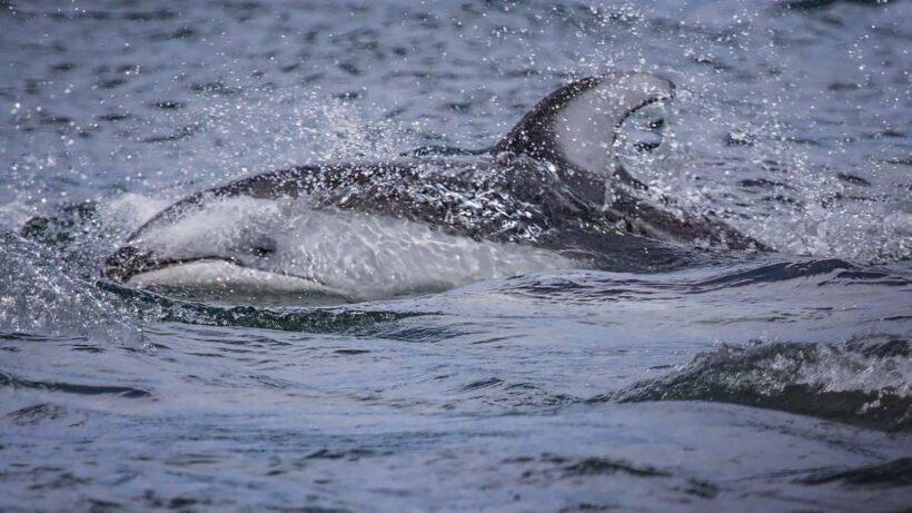 Comox: 4 Hour Whale and Wildlife Watching Tour - Analyzing the Cost and Value