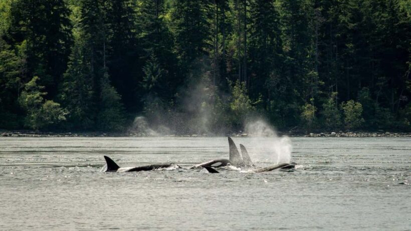 Comox: 4 Hour Whale and Wildlife Watching Tour - Who Will Enjoy This Tour?