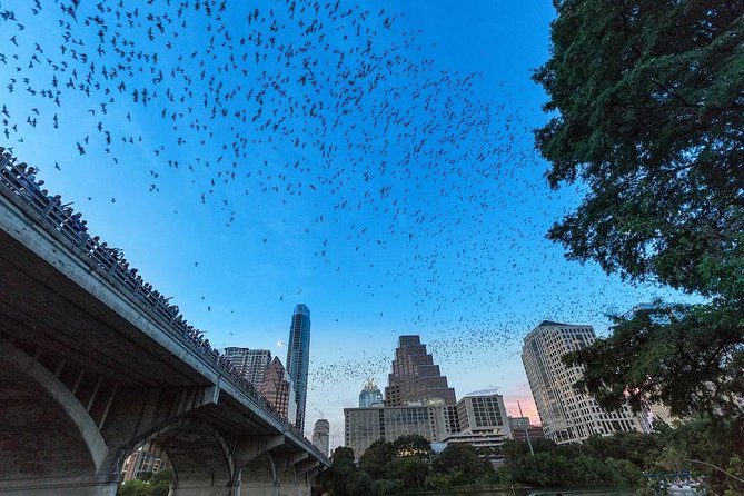 Congress Avenue Bat Bridge Kayak Tour in Austin - The Itinerary Breakdown