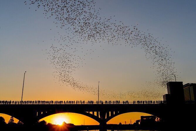 Congress Bridge Kayaking Bat Tour - The Sum Up: Who Will Love This Tour?
