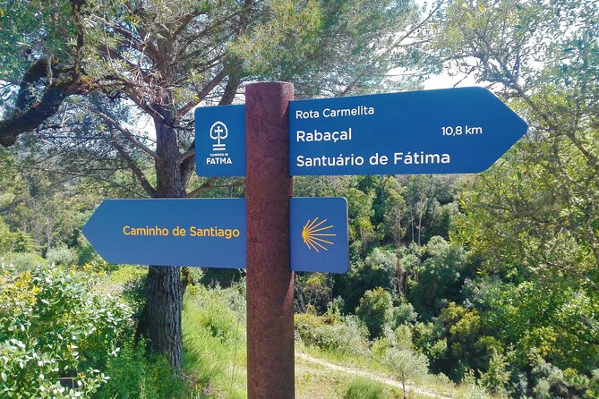 Conímbriga Roman Ruins and Museum, From Coimbra - Unique Artifacts and Exhibitions