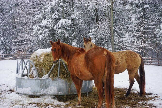 Connect with Rescue Animals on a Private Farm Tour in Catskills - A Closer Look at the Farm Experience