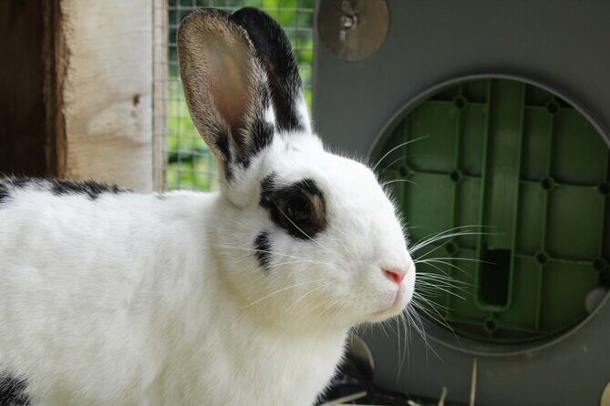 Connect with Rescue Animals on a Private Farm Tour in Catskills - FAQs