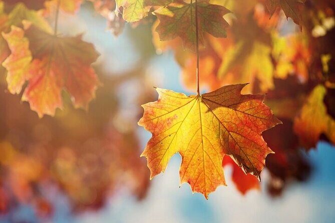 Connecticut Maple Foliage 1 Day Tour From New York - Why Choose This Tour?
