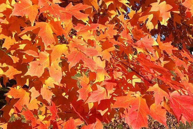 Connecticut Maple Foliage 1 Day Tour From New York - The Overall Experience: Balancing Value and Authenticity