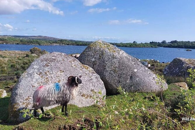 Connemara Sheep Farm experience & Kylemore Abbey by Lux Limousine - The Sum Up: Who Should Consider This Tour?