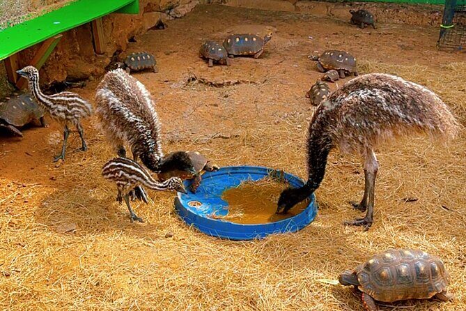 Connors Farms Petting Zoo - FAQ