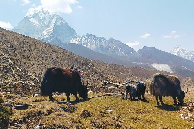 Conquer the Majestic Ama Dablam Base Camp: A Trekker's Paradise - Introduction to the Ama Dablam Base Camp Trek