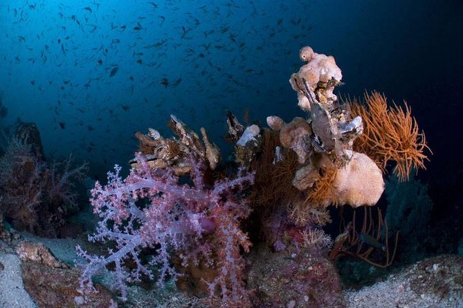 Continue your education with the Advanced Open Water Diver course - 2 days - Practical Details and Logistics