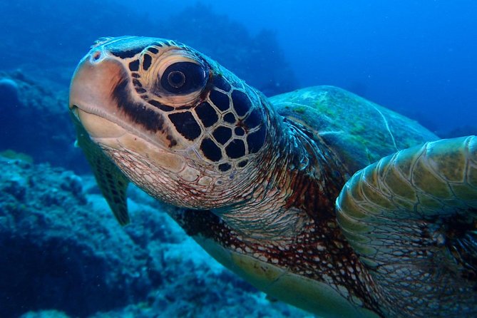 Continue your education with the Advanced Open Water Diver course - 2 days - FAQ