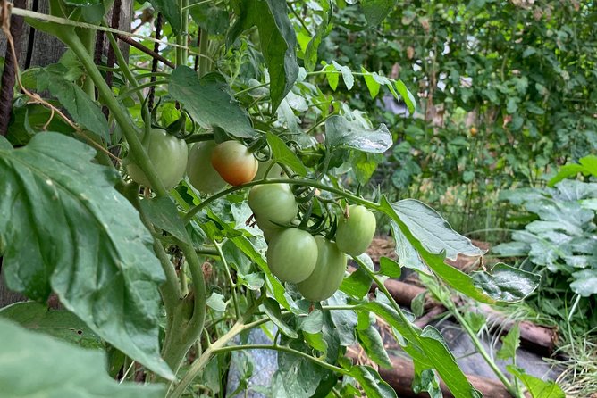 Cook and Eat in a Citrus Grove in Sorrento - Booking and Confirmation