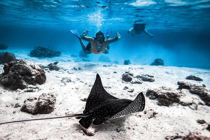 Cook Islands Turtle and Ray Tour - Key Points