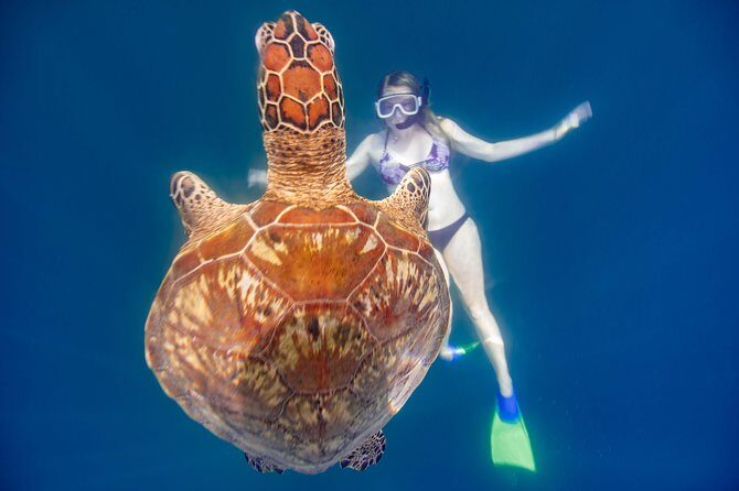 Cook Islands Turtle and Ray Tour - Who Will Love This Tour?