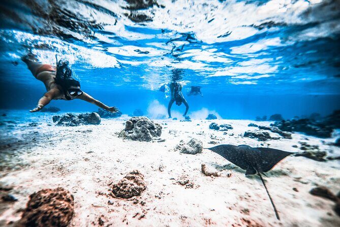 Cook Islands Turtle and Ray Tour - FAQ
