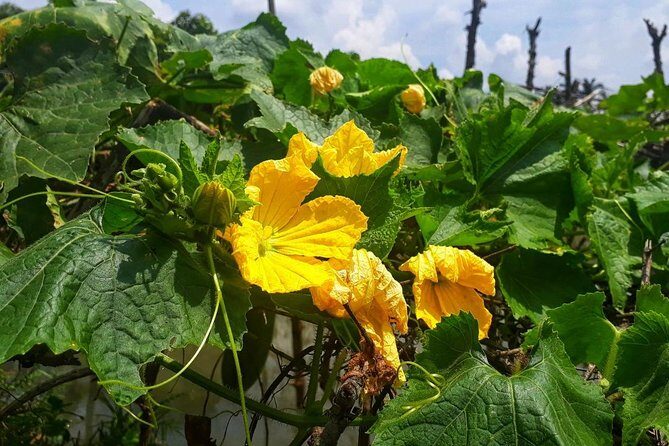 Cooking, Farming and Waterfall In Vietnam Countryside - Key Points
