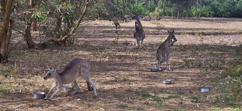 Coonawarra: Caves, Cabernet, & Kangaroos Day Tour & Lunch - Who Will Love This Tour?
