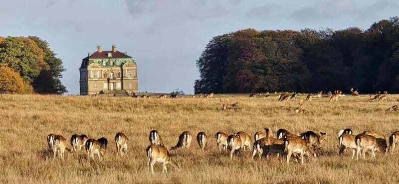 Copenhagen: Guided Tour Deer Park in Klampenborg - A Deep Dive into the Experience