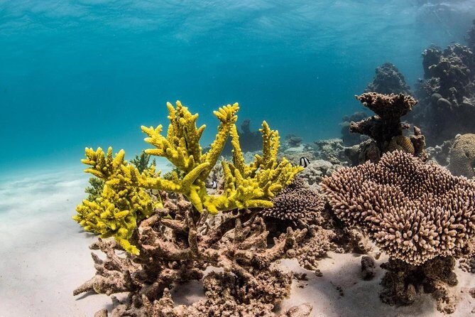 Coral Bay 1-Hour Coral Viewing - Practicalities and Tips