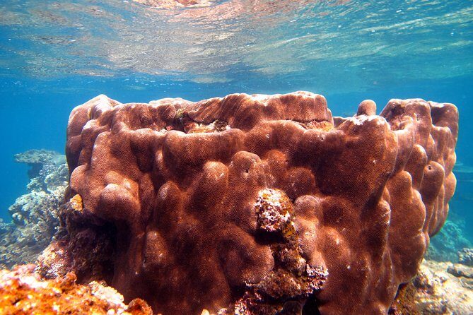 Coral Bay 1-Hour Coral Viewing - Final Thoughts: Is This Tour for You?