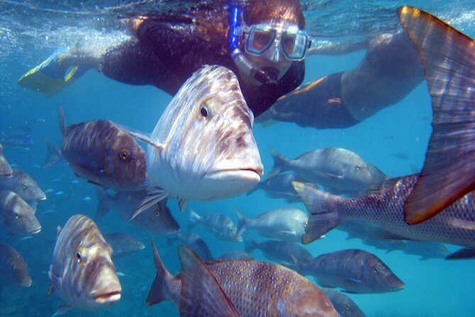 Coral Bay 2-Hour Coral Viewing and Snorkeling - What to Expect from the Tour