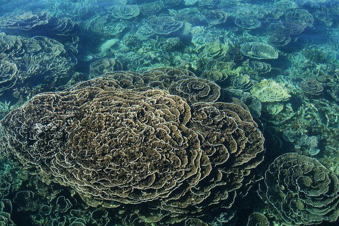 Coral Bay 2-Hour Coral Viewing and Snorkeling - Snorkeling at Two Hand-Picked Sites: Close Encounters