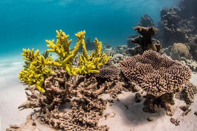 Coral Bay 2-Hour Coral Viewing and Snorkeling - FAQs