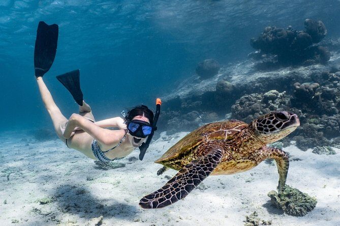 Coral Bay 3-Hour Turtle Ecotour - Key Points