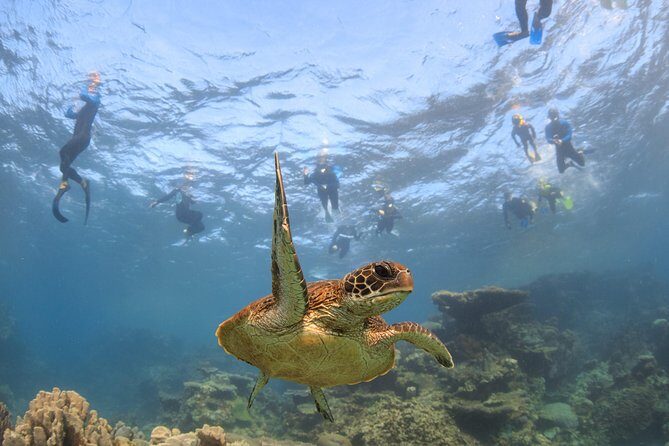 Coral Bay 3-Hour Turtle Ecotour - An Honest Look at the Coral Bay Turtle Ecotour